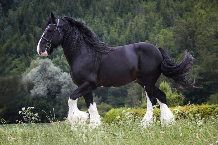 Deckstation :: Thundering-hooves-shire